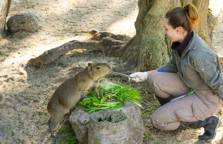 InfoBAN | Temaikén inaugura un nuevo ambiente con un aguará guazú